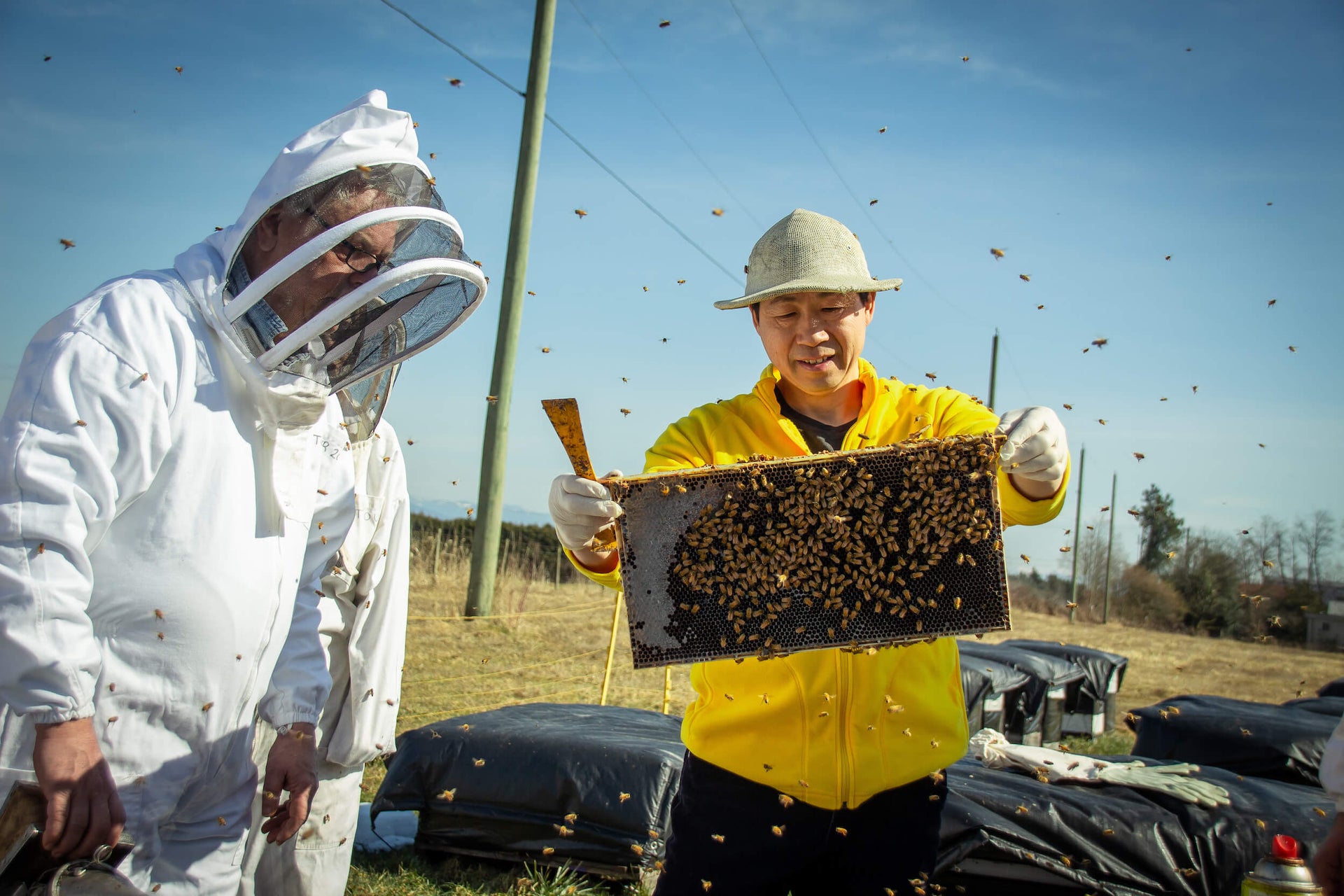 Dr. Bee | Canadian Raw Honey, Bee Propolis, Bee Pollen, Royal Jelly